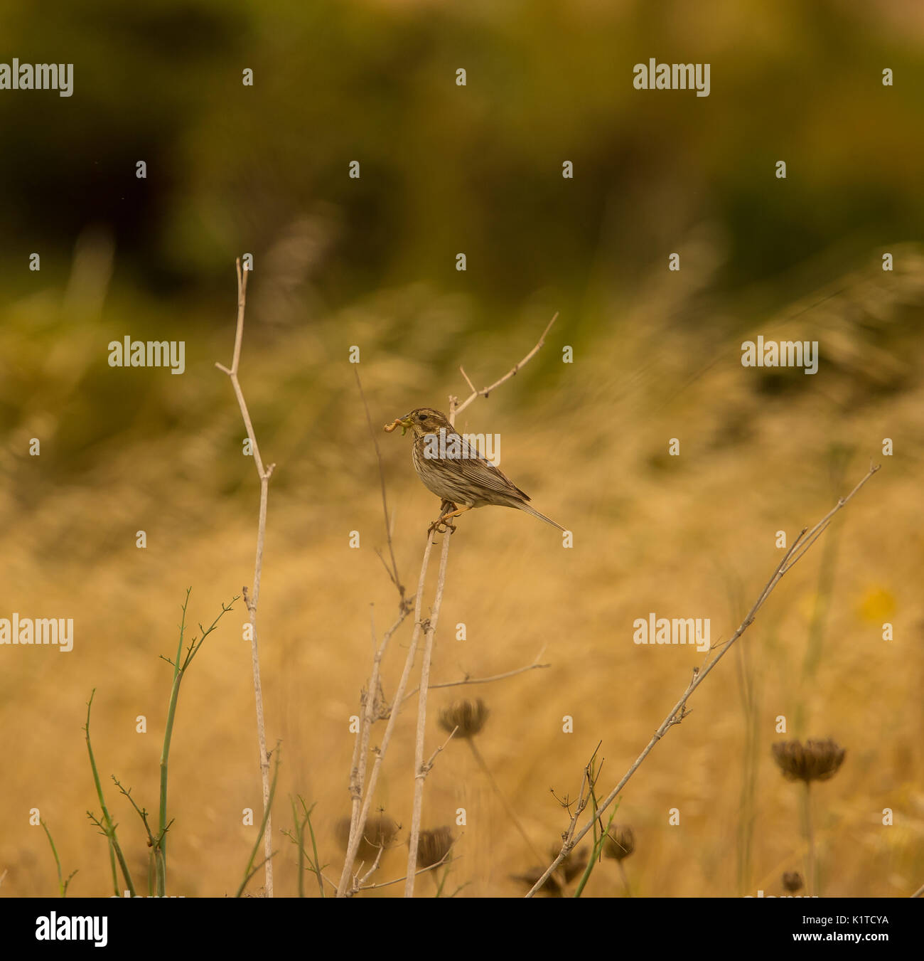 Yellow bunting bird hi-res stock photography and images - Alamy