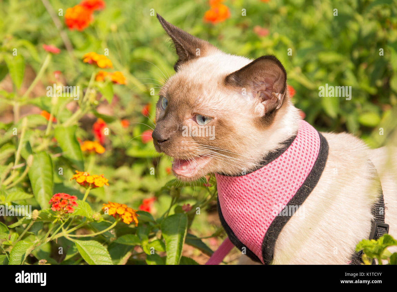 Walking siamese cat hi-res stock photography and images - Alamy