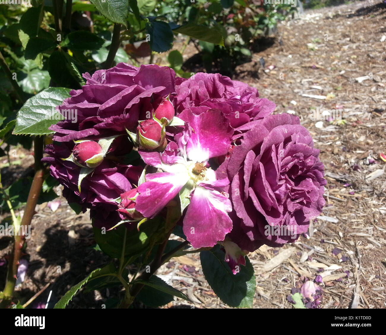 Deep Purple Ebb Tide Roses Stock Photo - Alamy
