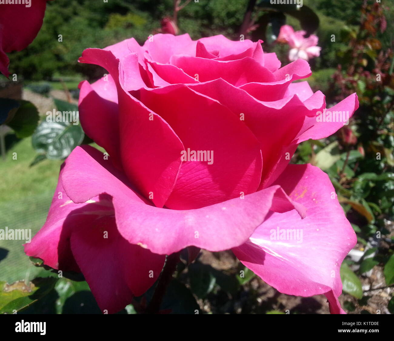 Hot Princess Rose Stock Photo - Alamy