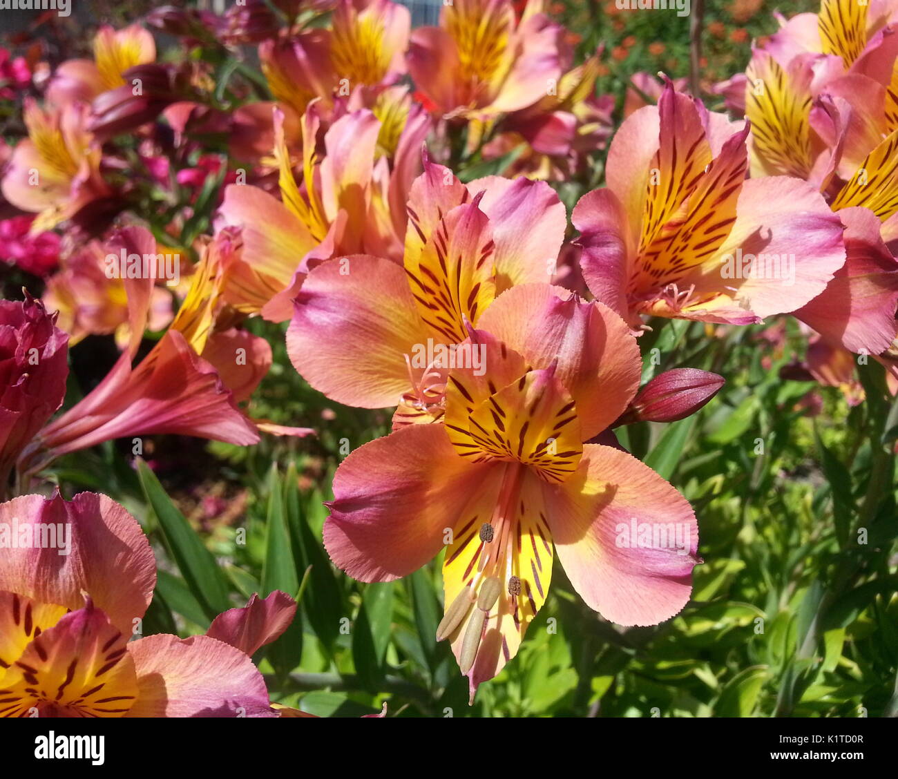 Pink Peruvian Lilies Stock Photo - Alamy