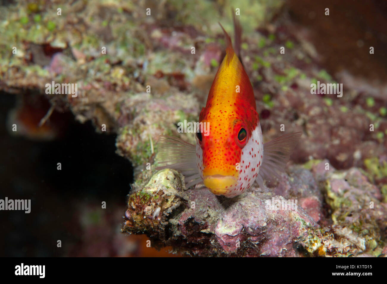 Red spots fish hi-res stock photography and images - Alamy