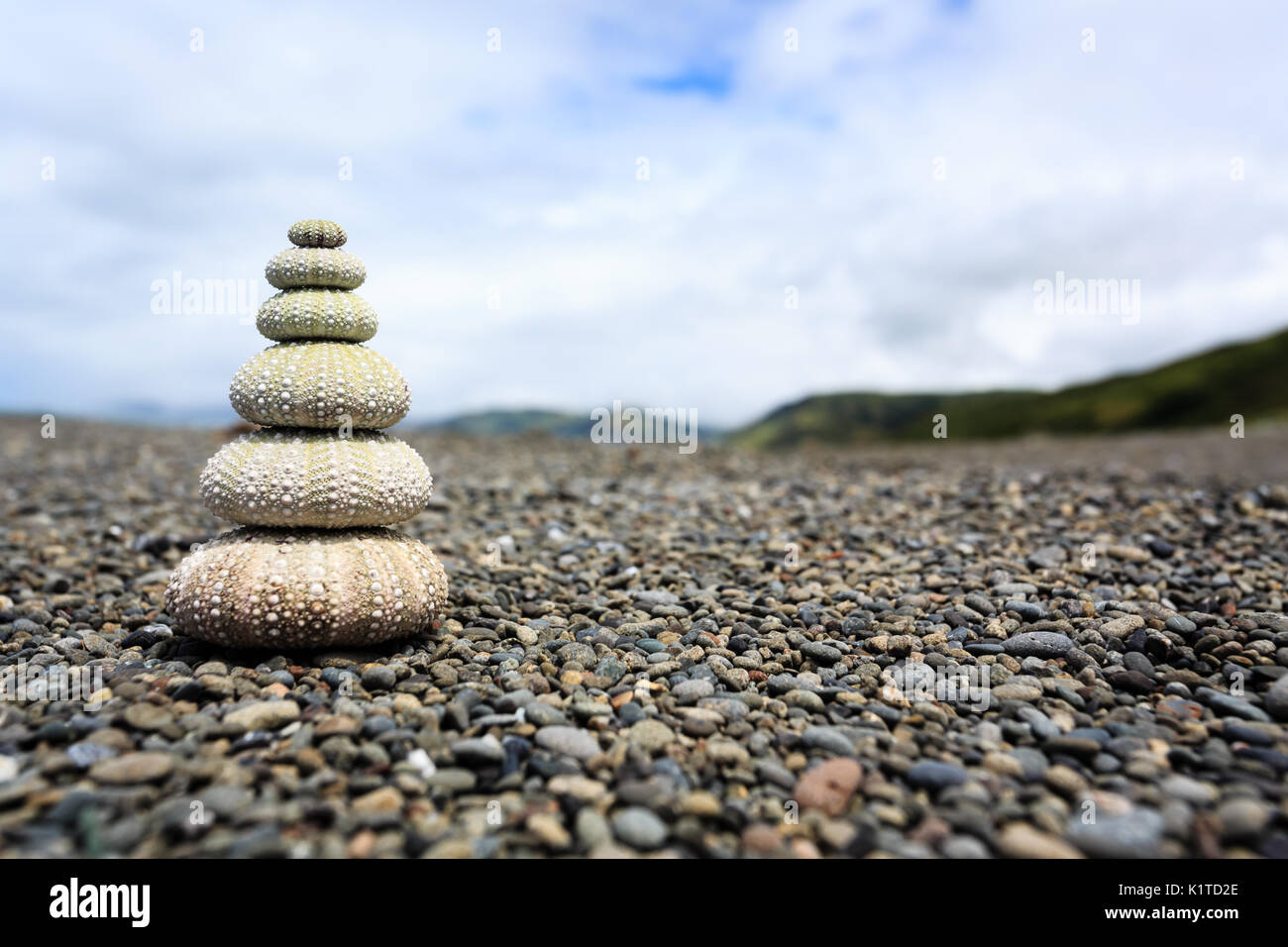 5 Sea urchin shells stacked on pebble beach Stock Photo - Alamy