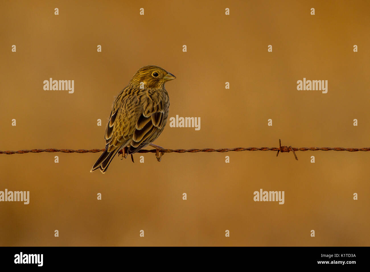 Corn Bunting on barbed wire Stock Photo - Alamy