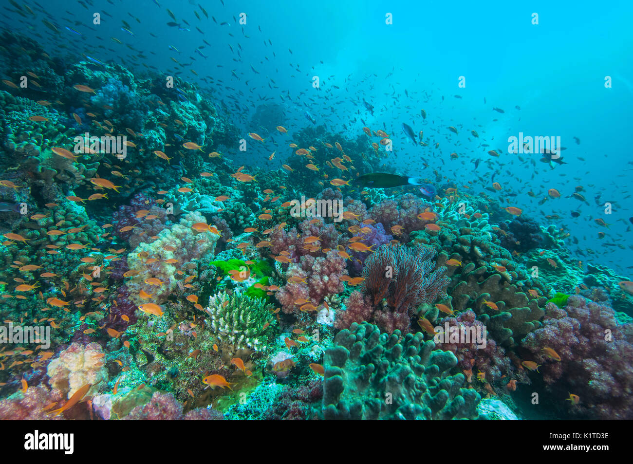 Fiji fish coral hi-res stock photography and images - Alamy