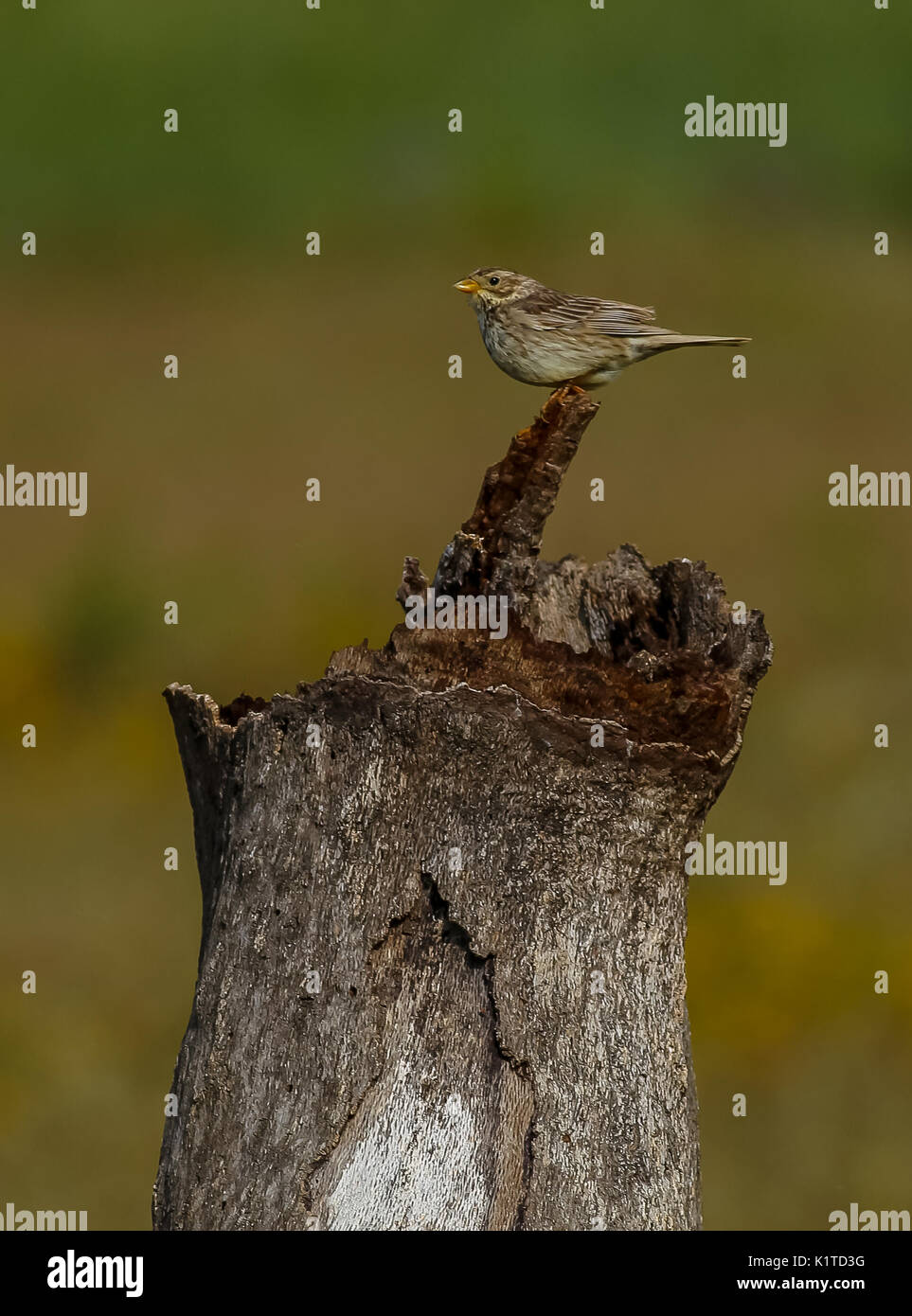 Bunting and tree hi-res stock photography and images - Alamy