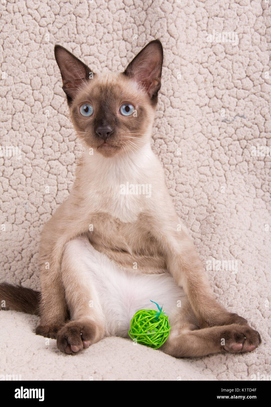 Siamese Cat Toy High Resolution Stock Photography and Images - Alamy