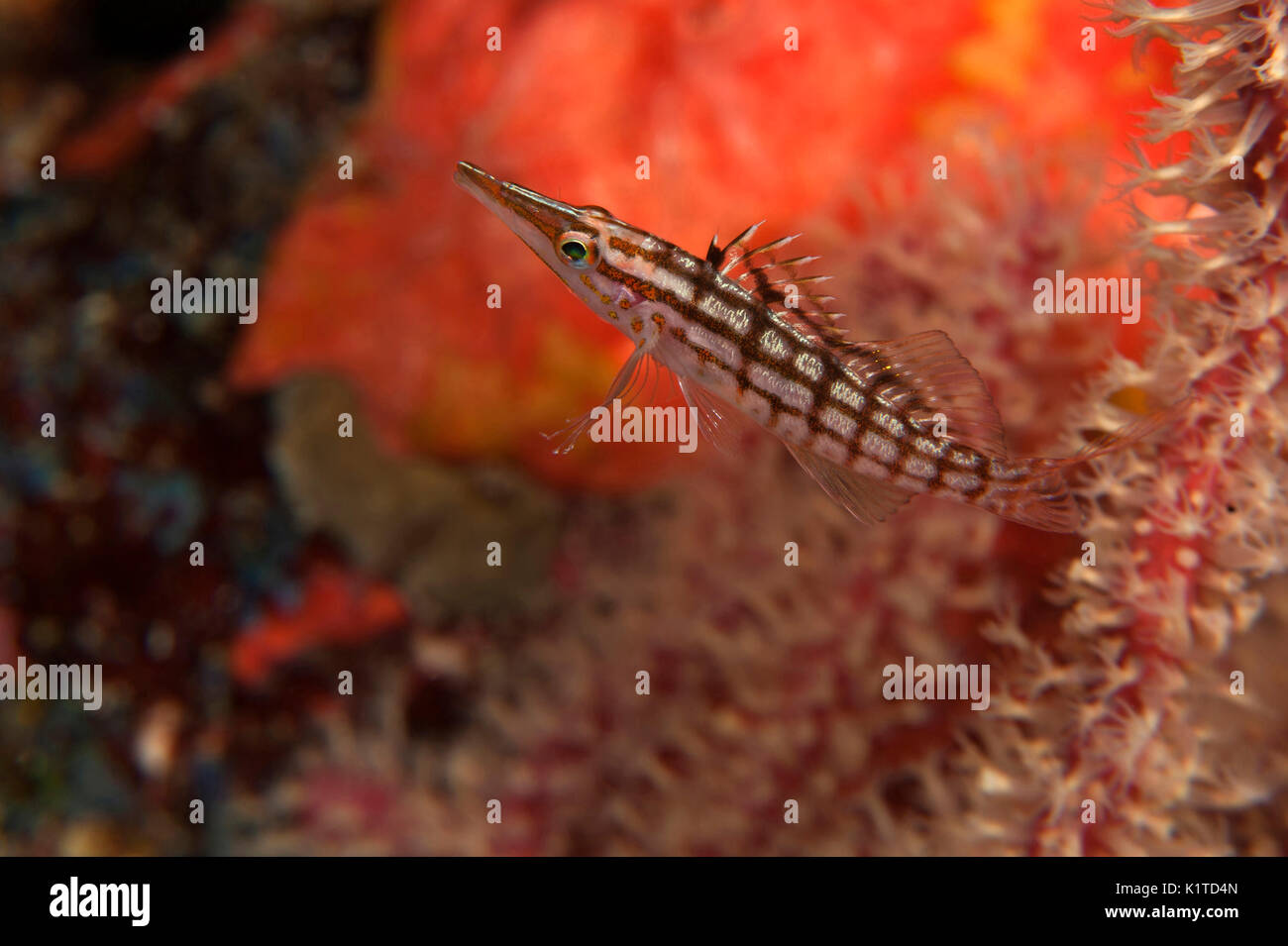 Sea fish long nose hi-res stock photography and images - Alamy