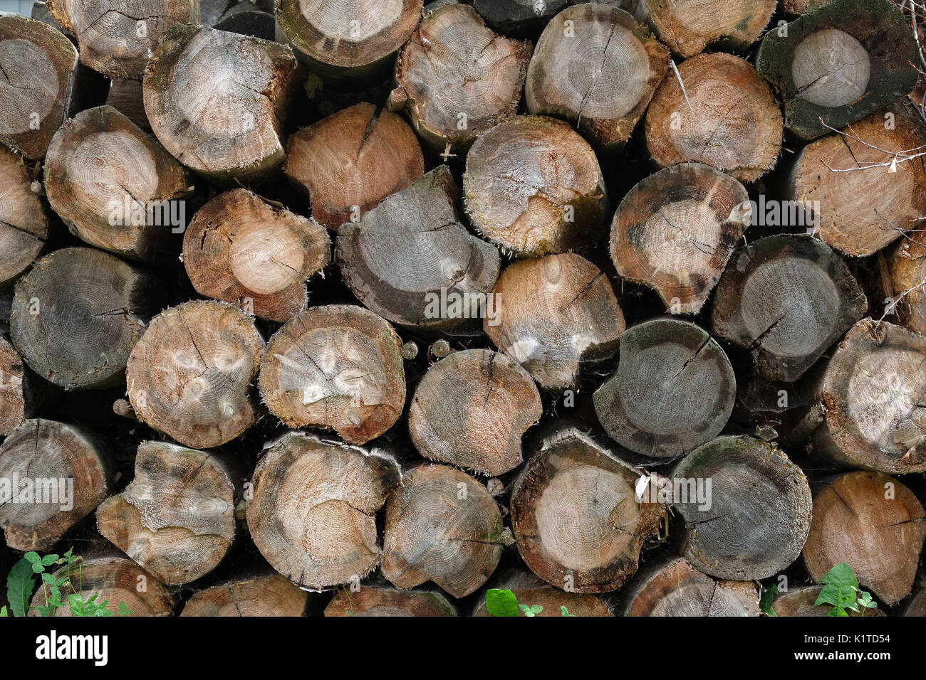 Detail of sawn tree trunk hi-res stock photography and images - Alamy