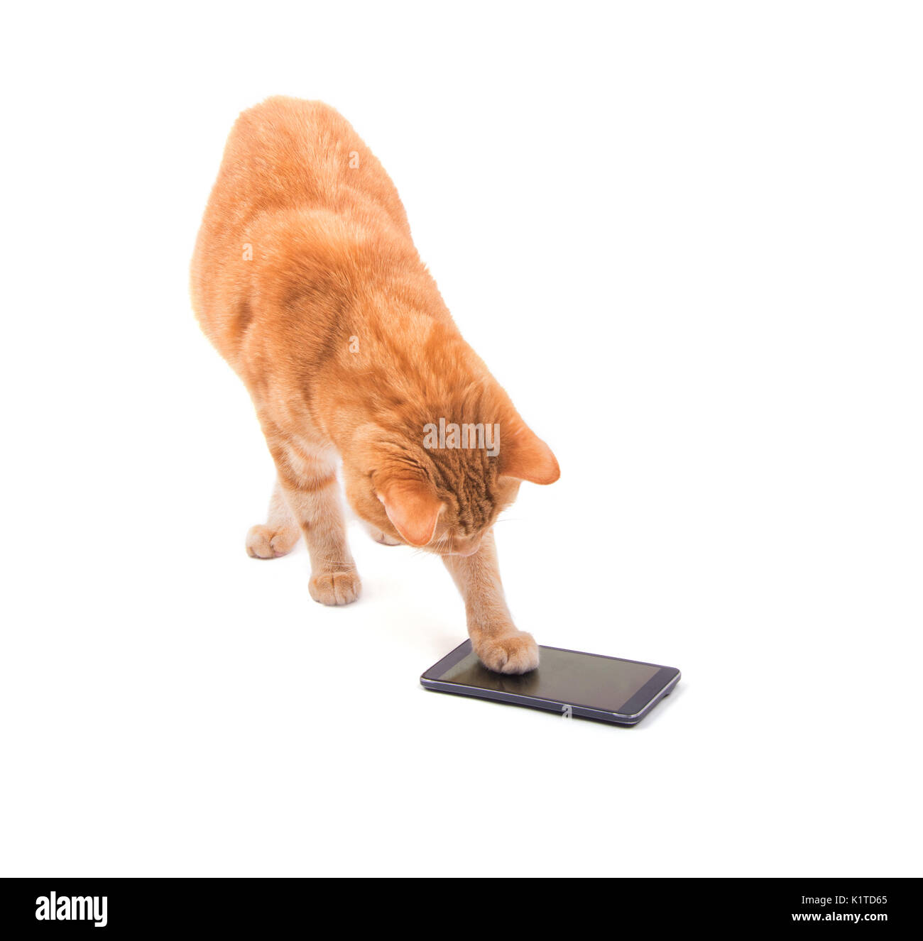 Large ginger tabby cat playing on a smart phone, on white Stock Photo ...