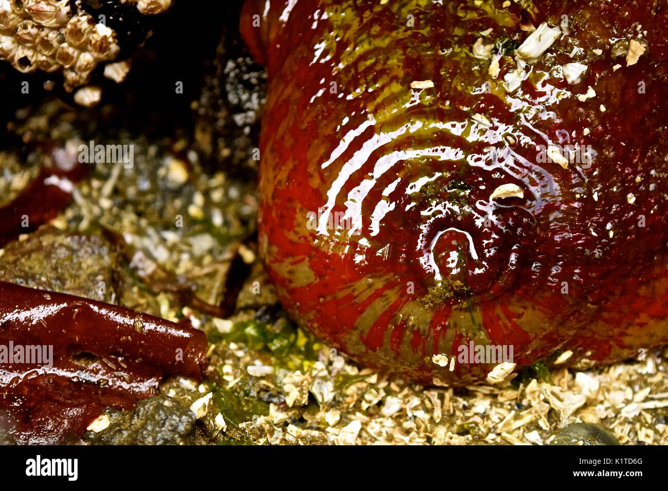 Low tide on Puget Sound in Washington state reveals many sea animals ...