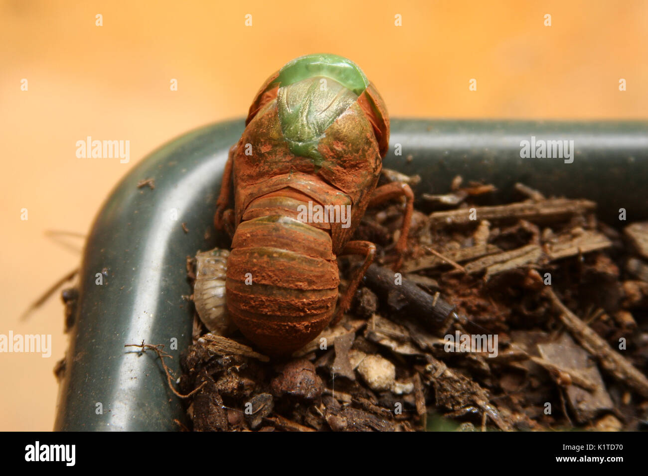 Cicada cocoon hi-res stock photography and images - Alamy