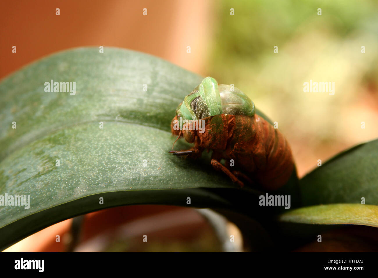 Cicada cocoon hi-res stock photography and images - Alamy