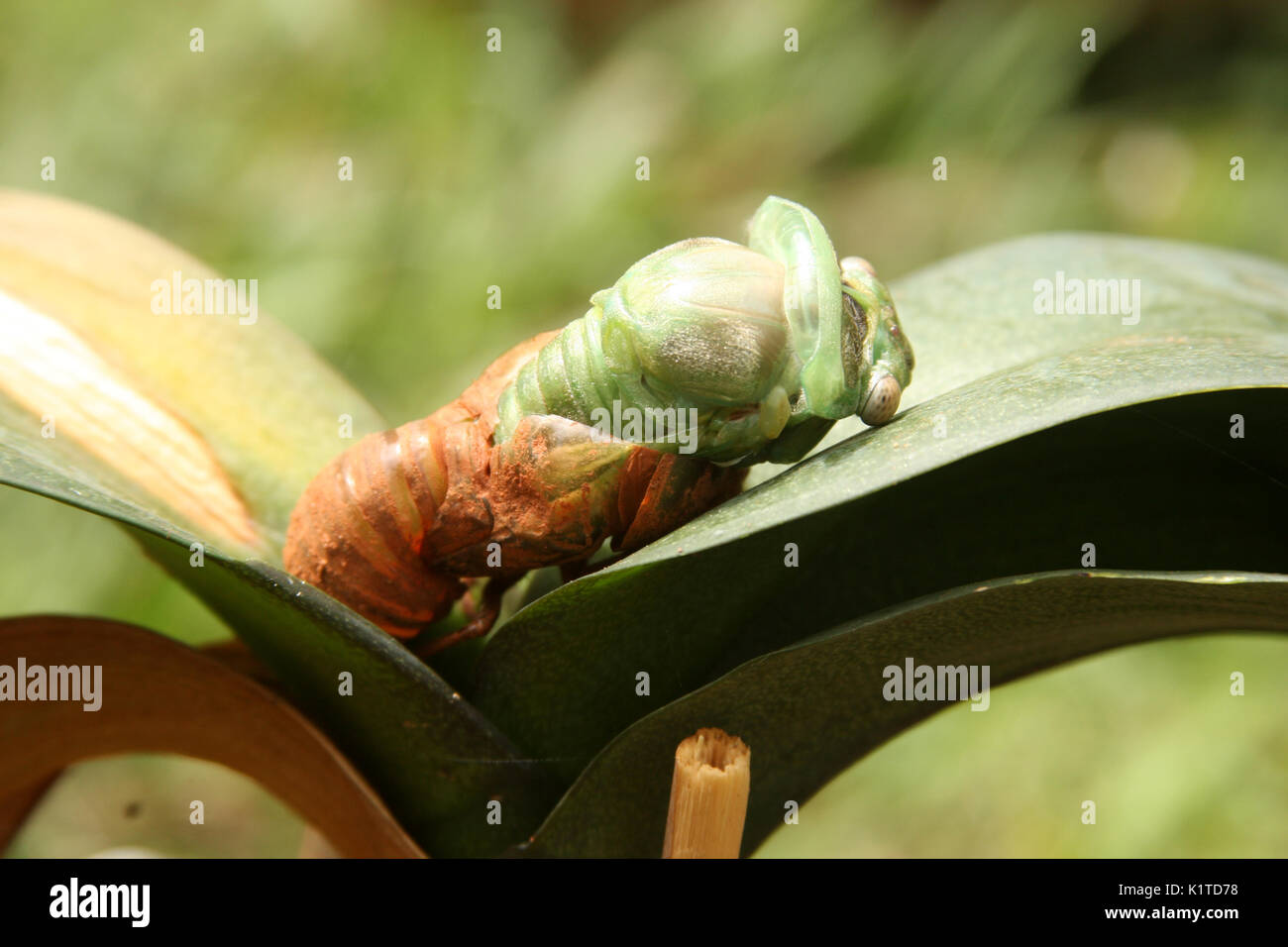 Metamorphosis of a cicada Stock Photo - Alamy