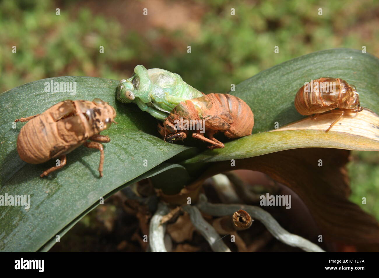 Metamorphosis of a cicada Stock Photo - Alamy