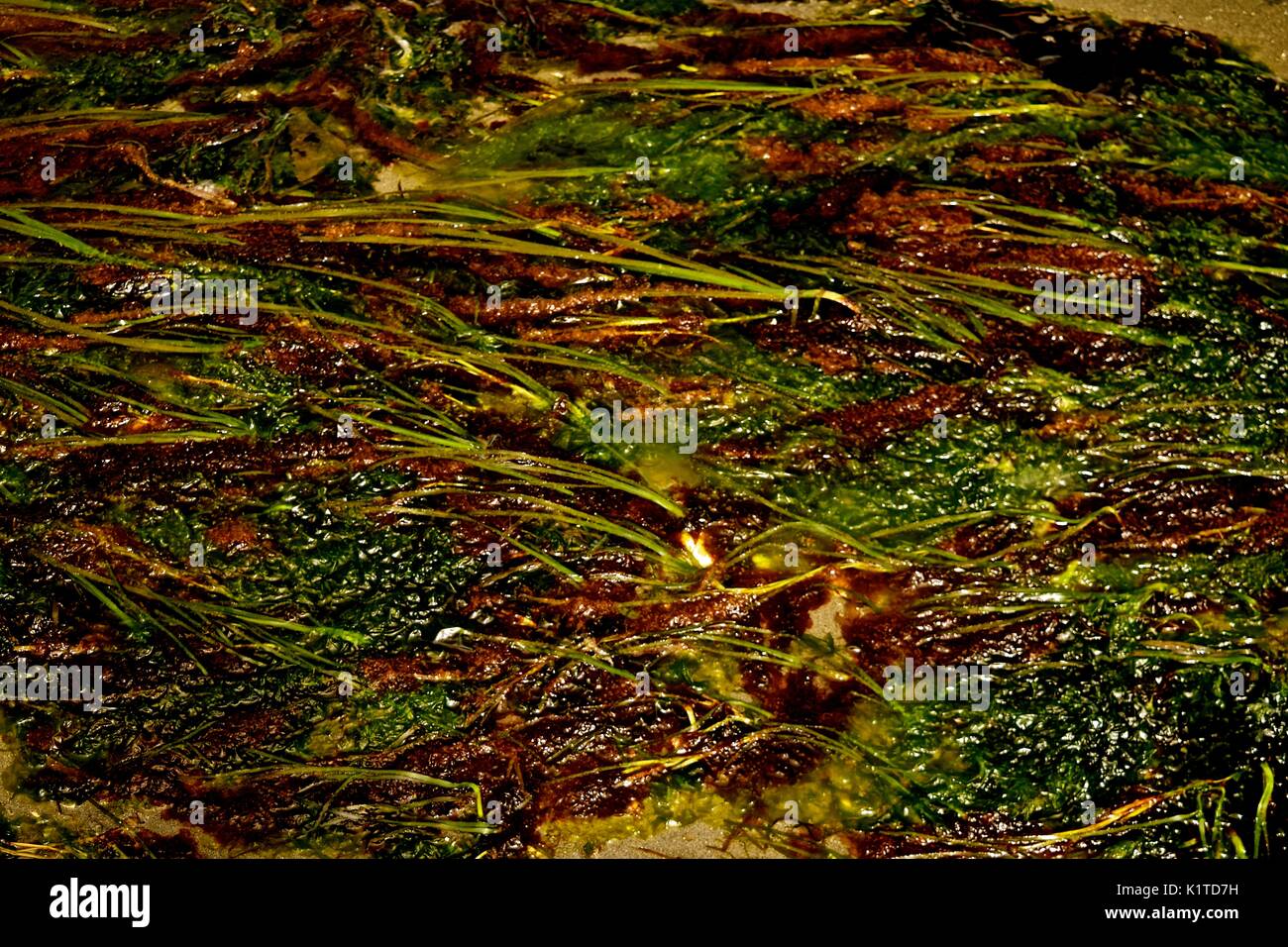 Low tide on Puget Sound in Washington state reveals seaweed, normally ...