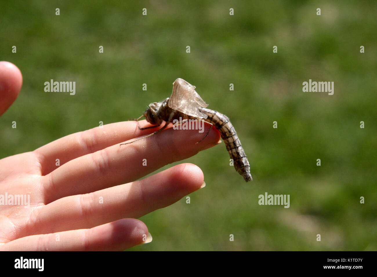 Dragonfly just emerged of its larval skin Stock Photo - Alamy