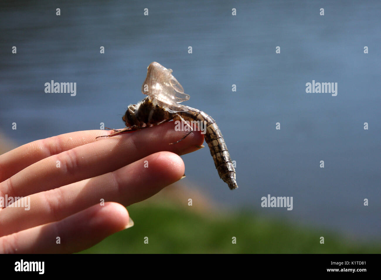 Dragonfly just emerged of its larval skin Stock Photo - Alamy