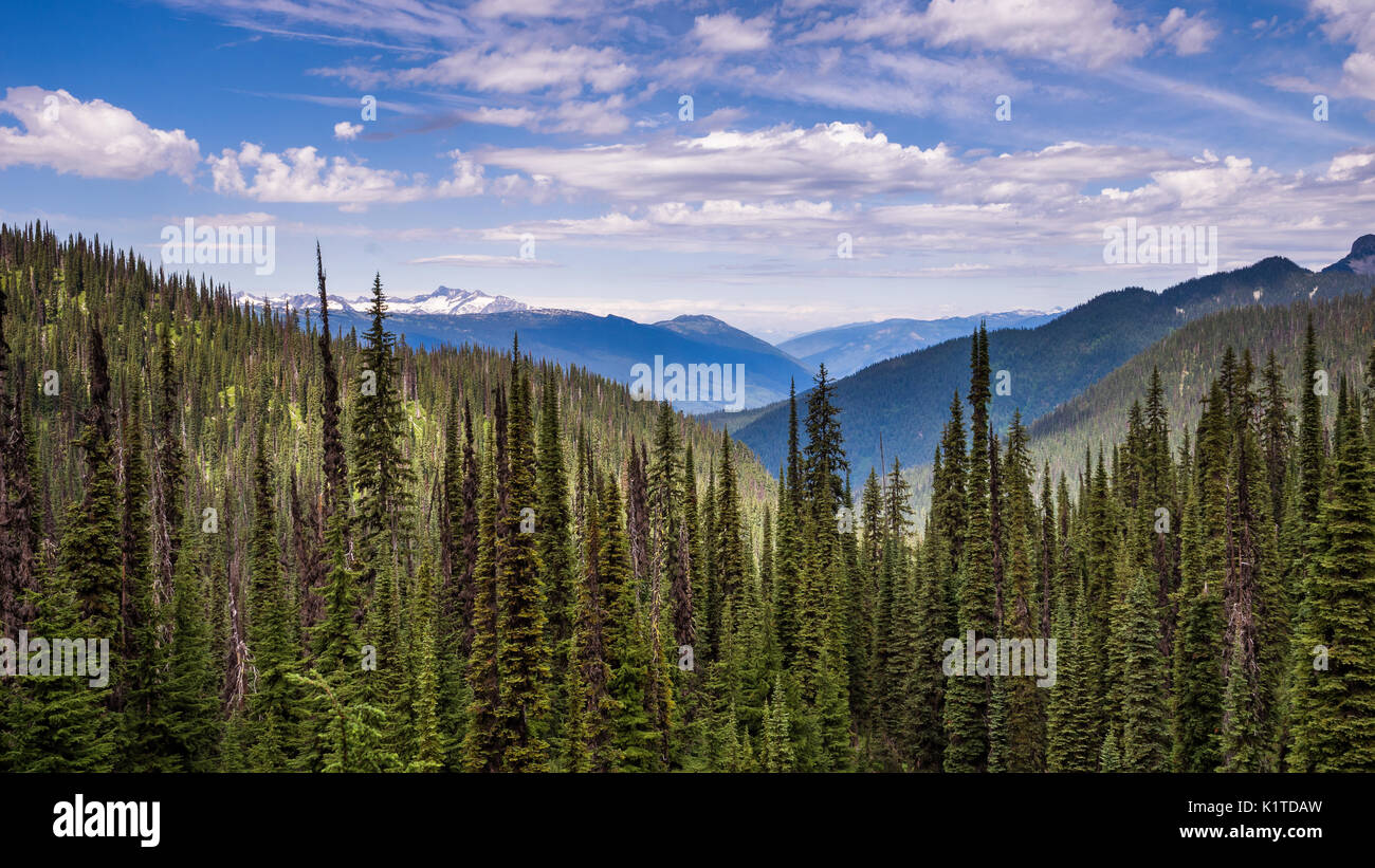 View of trees and mountains from a hiking trail in Mount Revelstoke ...
