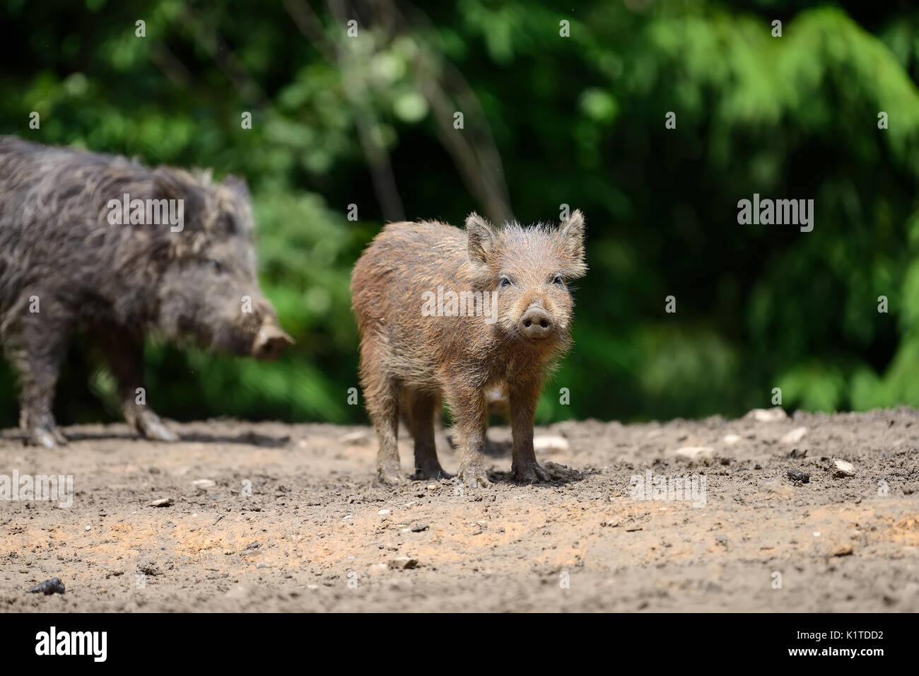 Hoofs are small hi-res stock photography and images - Alamy