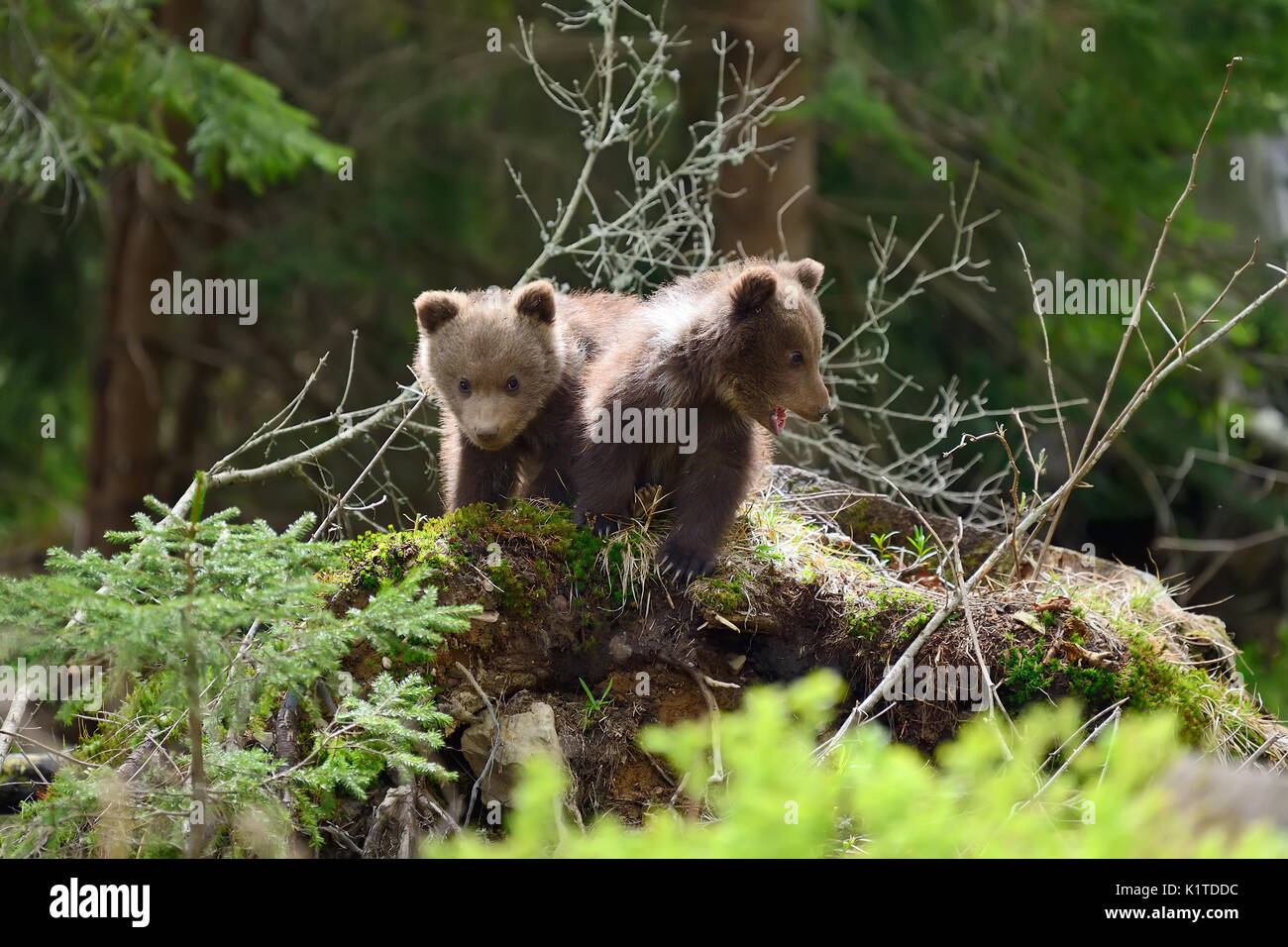 Wild brown bear cub close-up Stock Photo - Alamy