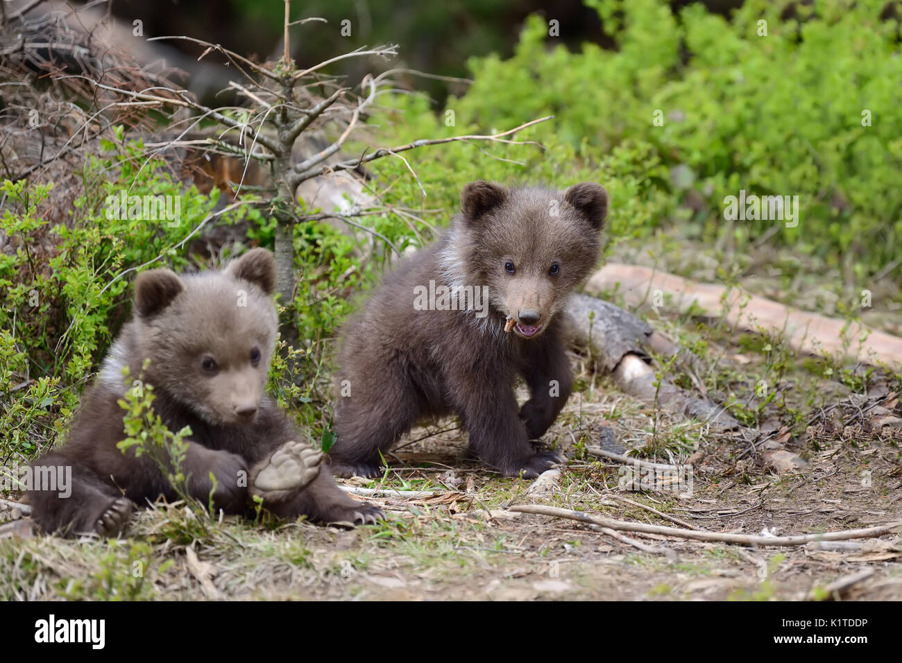 Bear baby cub up hi-res stock photography and images - Alamy