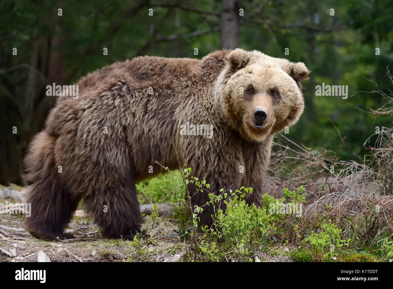 Big brown bear in the forest Stock Photo - Alamy