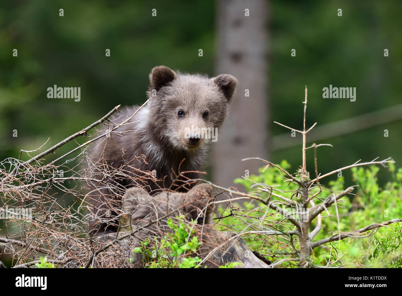 Bear cub hi-res stock photography and images - Alamy