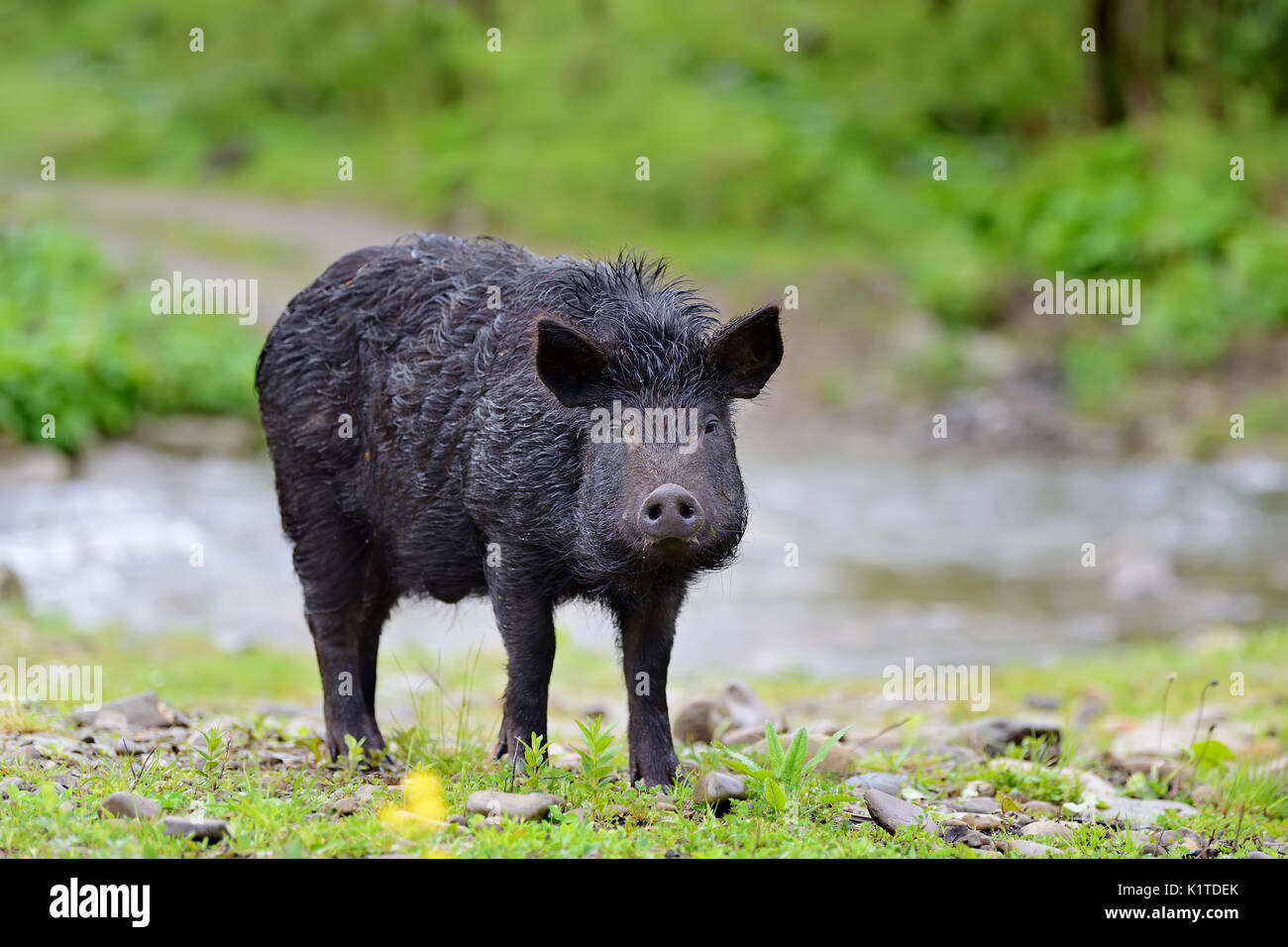 Wild boar on the forest in summer time Stock Photo - Alamy