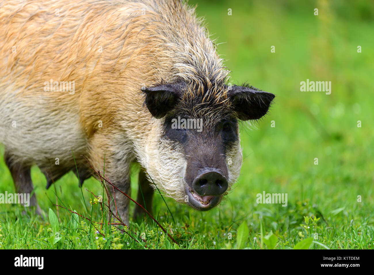 Wild boar on the forest in summer time Stock Photo - Alamy