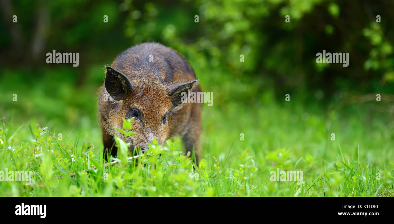 Wild boar on the forest in summer time Stock Photo - Alamy