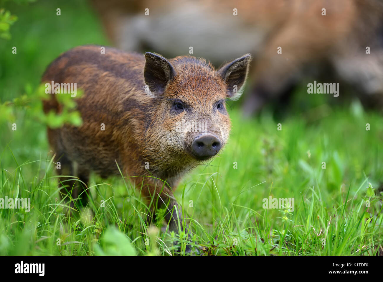 Omnivore Teeth Pictures