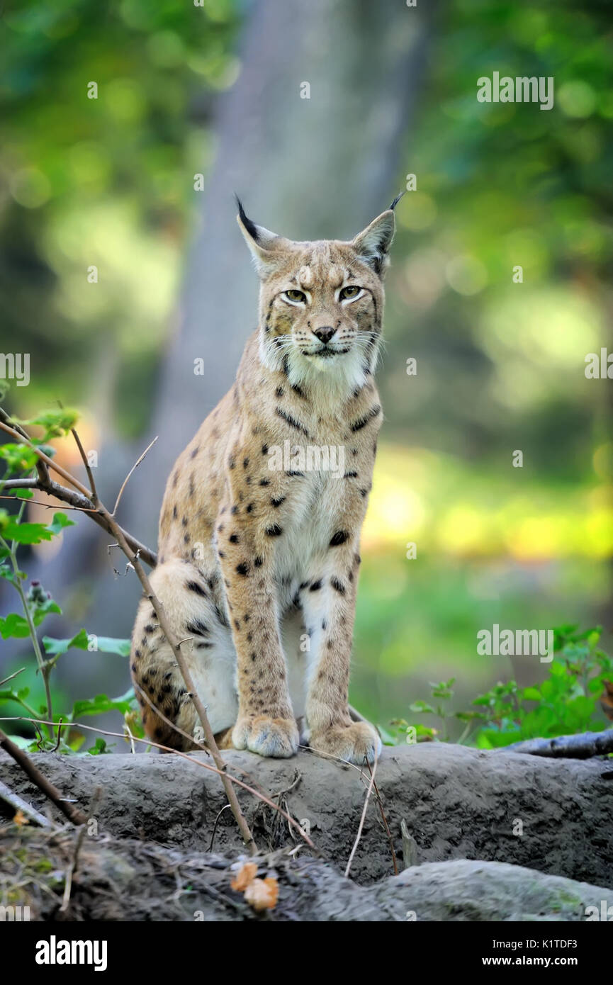 Close up of lynx hi-res stock photography and images - Alamy
