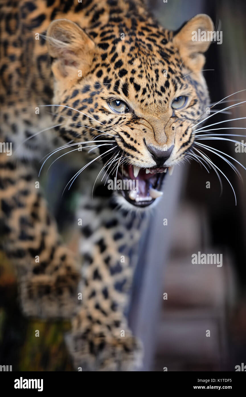 Close up angry leopard portrait Stock Photo - Alamy