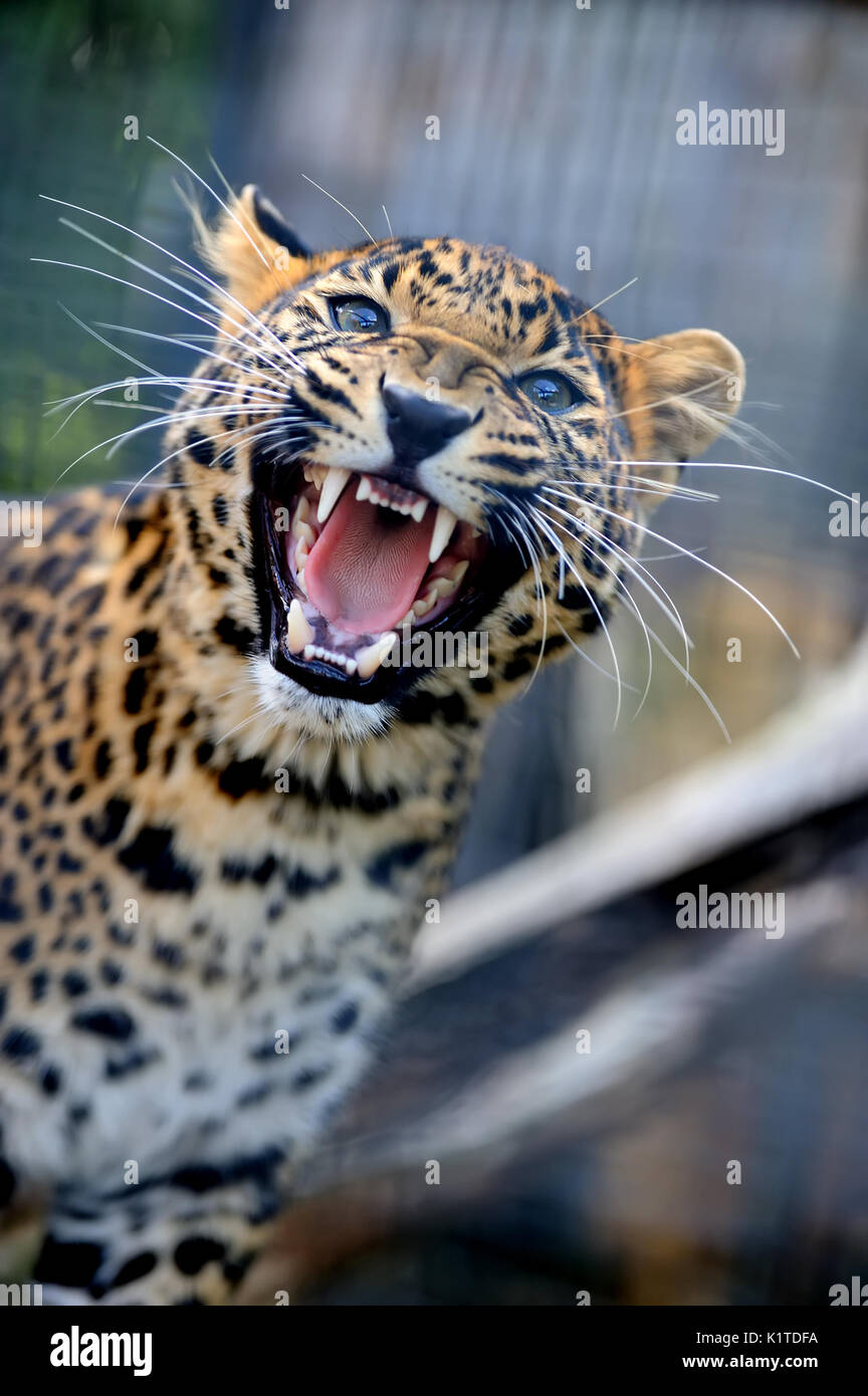 Angry Baby Leopard