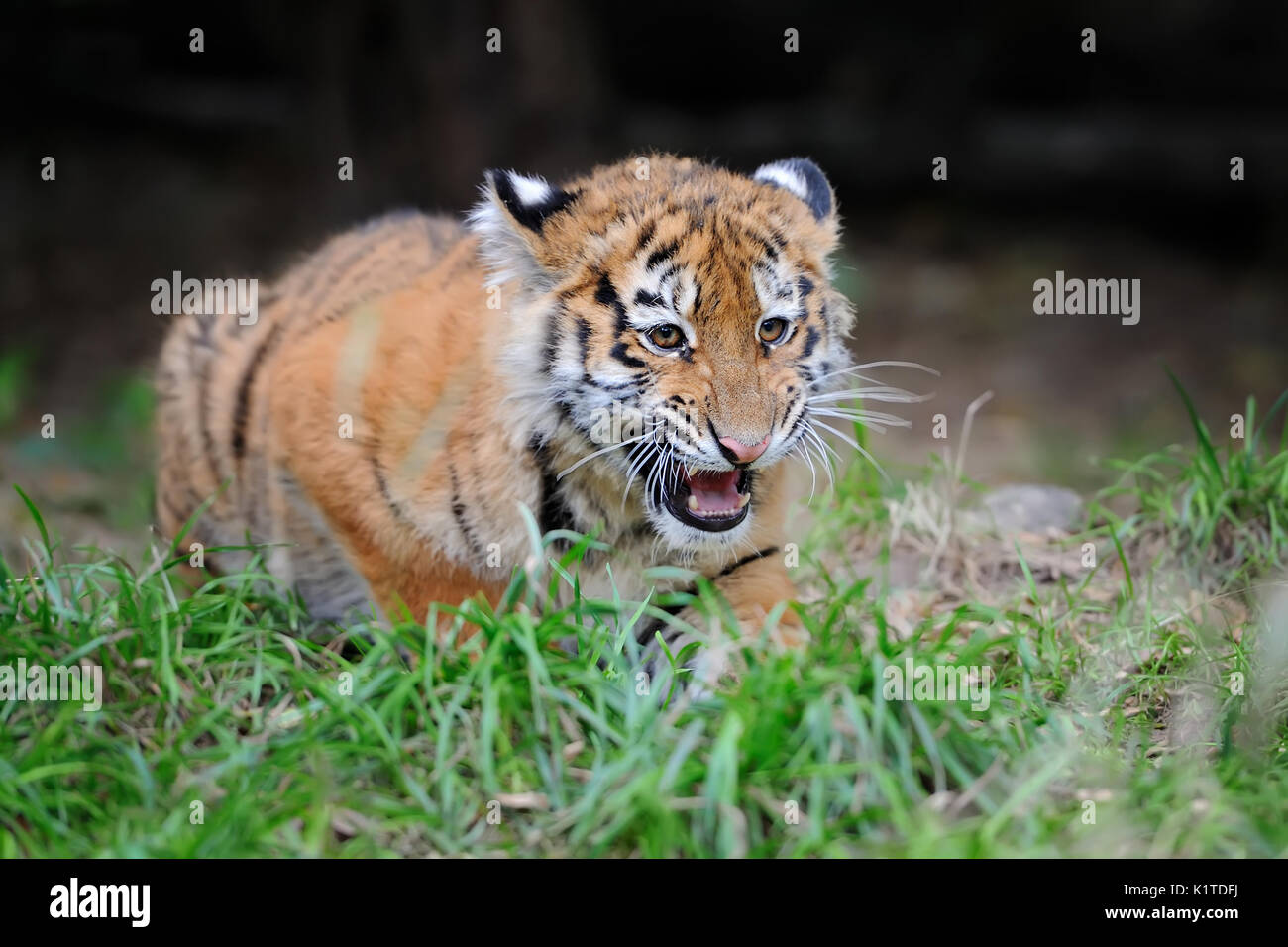Close cute siberian tiger cub Stock Photo - Alamy