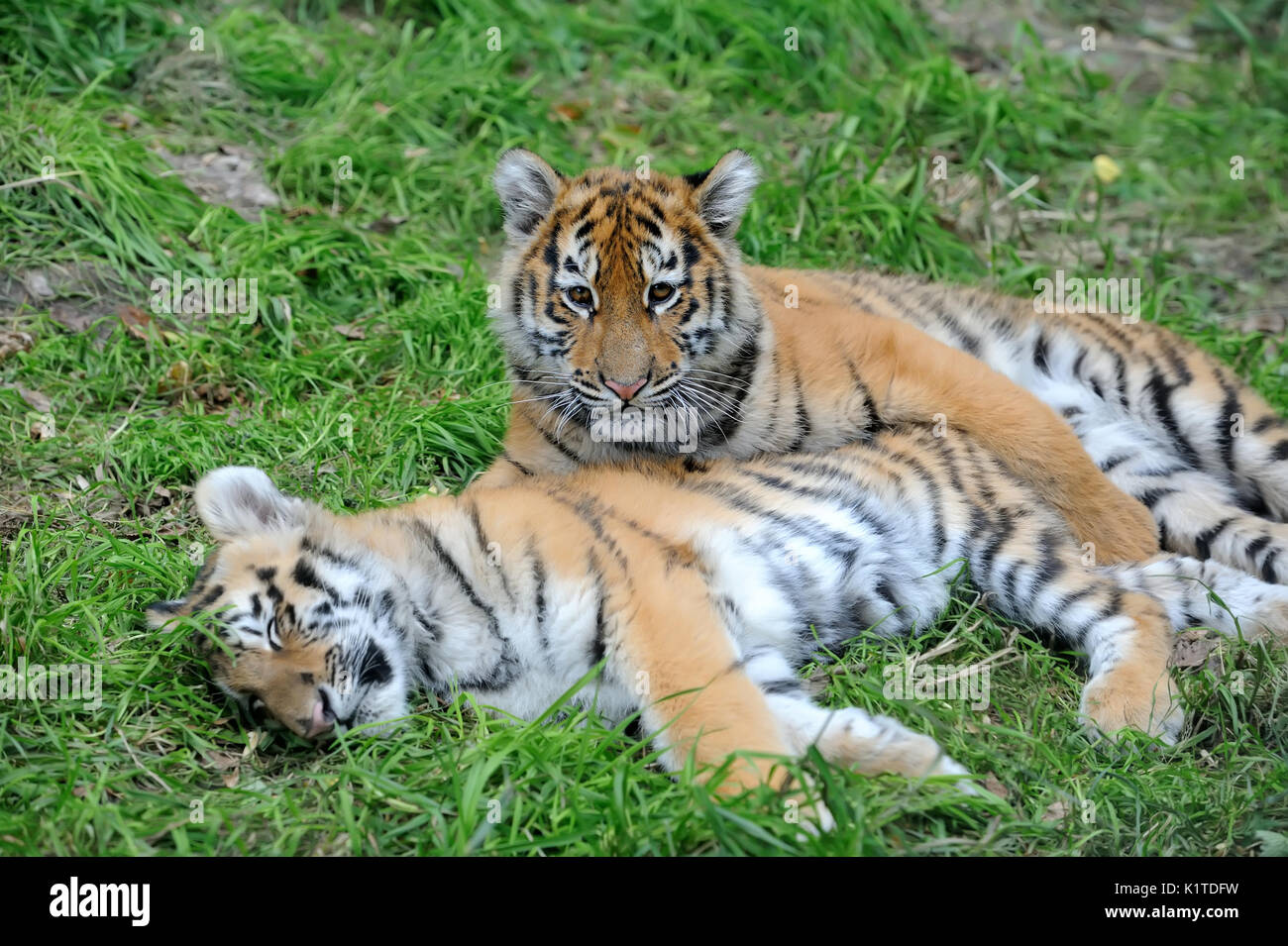 Cute Siberian Tiger Cubs