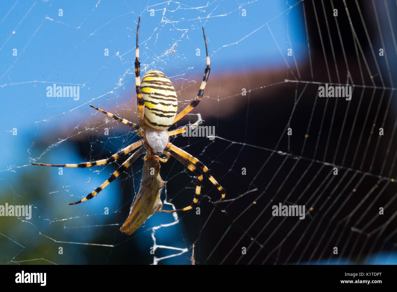 Garden spider side view hi-res stock photography and images - Alamy