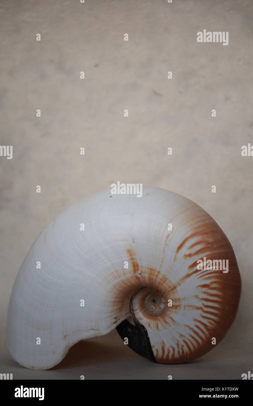 Allonautilus scrobiculatus, side view. 165mm. live caught at Munda, New ...