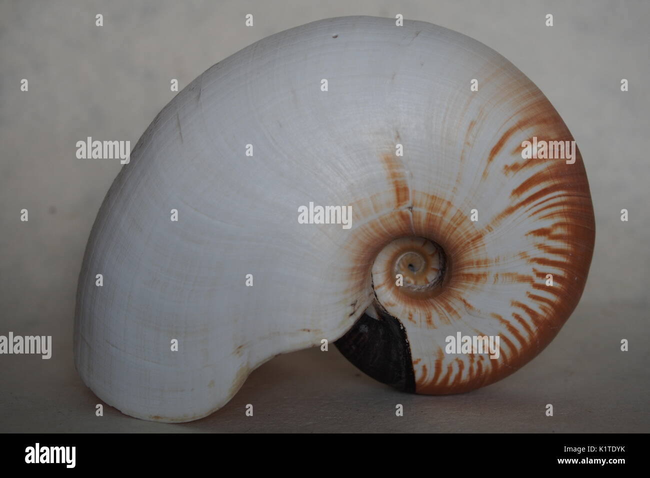 Nautilidae Stock Photos & Nautilidae Stock Images - Alamy