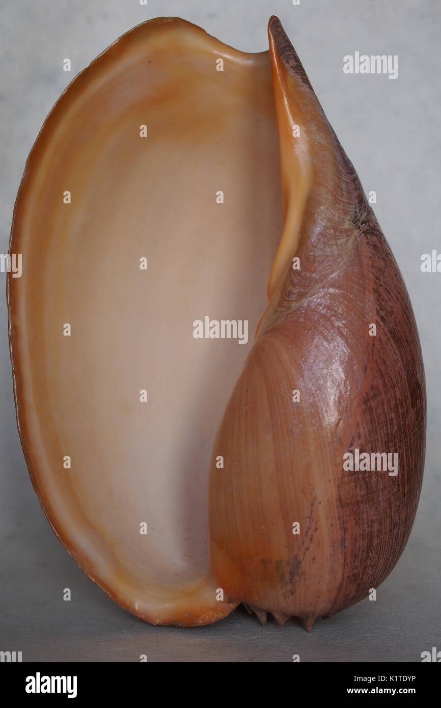 Bailer shell (Melo melo), bottom view. 240mm. Live caught at Munda, New ...