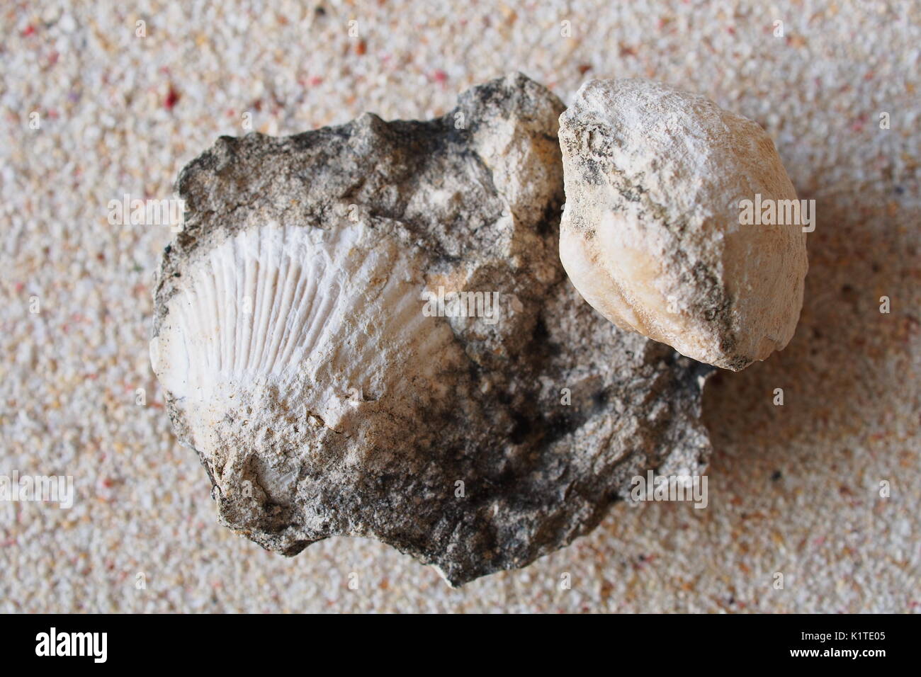 Fossilized shells in rock hi-res stock photography and images - Alamy