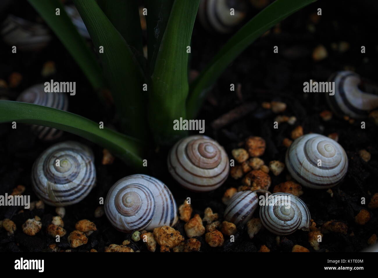 Spirals of a snail shell hi-res stock photography and images - Alamy