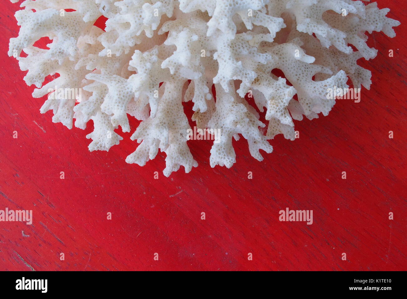 White polyps red coral hi-res stock photography and images - Alamy