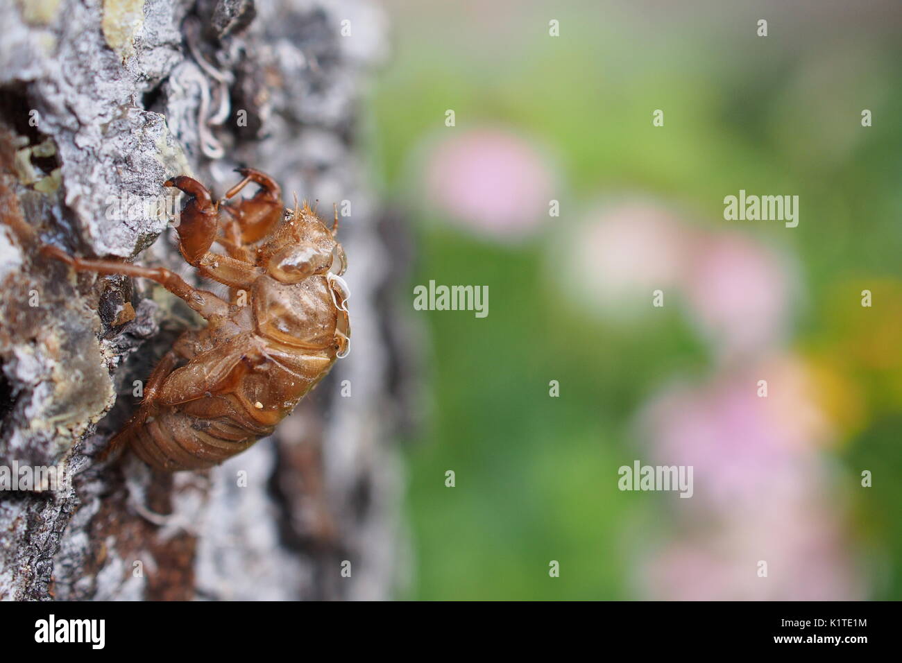 A cicada exoskeleton left clinging to a tree, Ottawa, Ontario, Canada ...