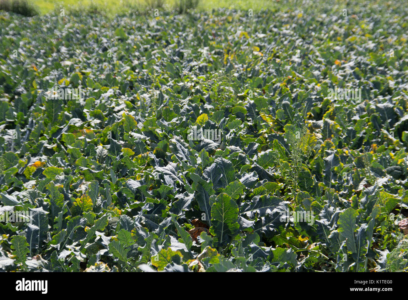 Field broccoli vegetables organic farming hi-res stock photography and ...