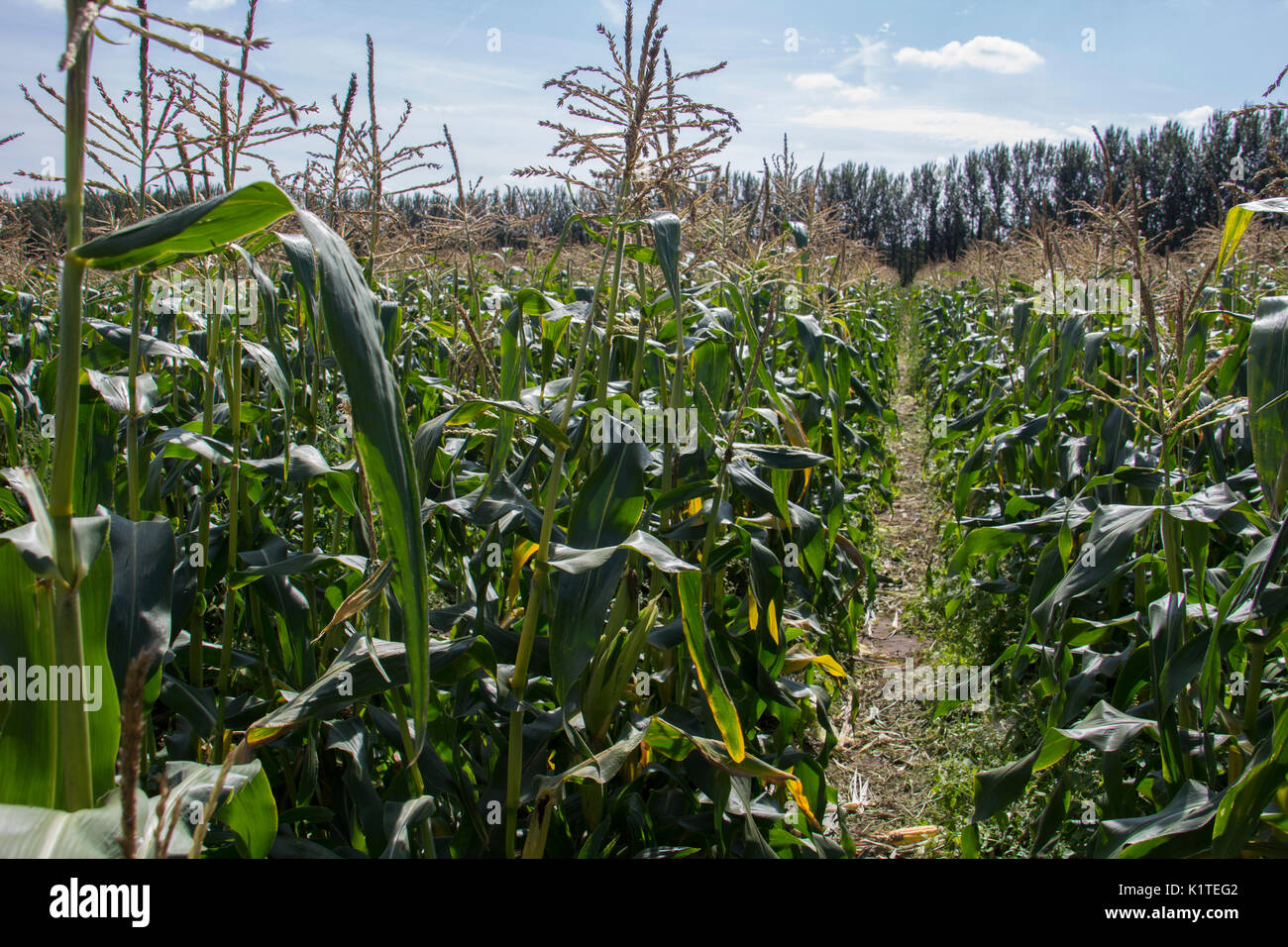 Pick corn hi-res stock photography and images - Alamy
