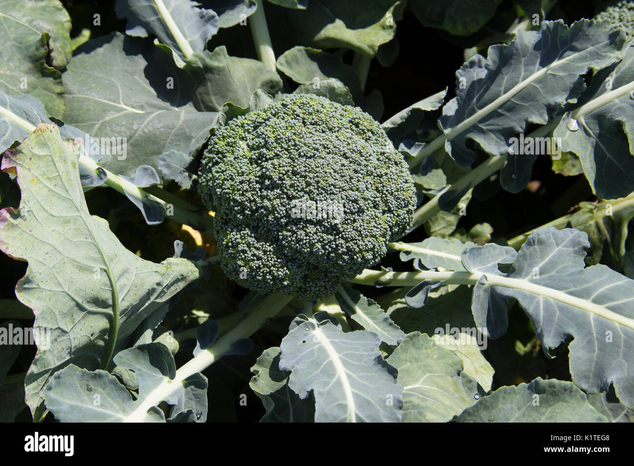 Field broccoli vegetables organic farming hi-res stock photography and ...