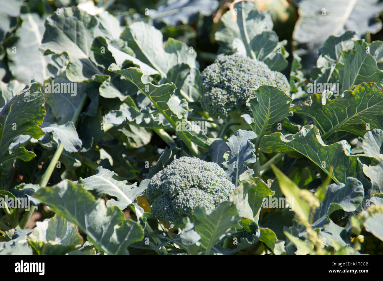 Broccoli plants hi-res stock photography and images - Alamy
