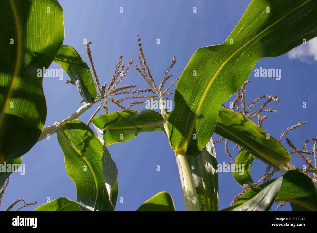Pick corn hi-res stock photography and images - Alamy